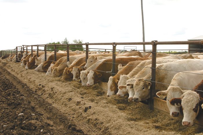 Building Winter Cattle Rations Without Emptying Your Wallet