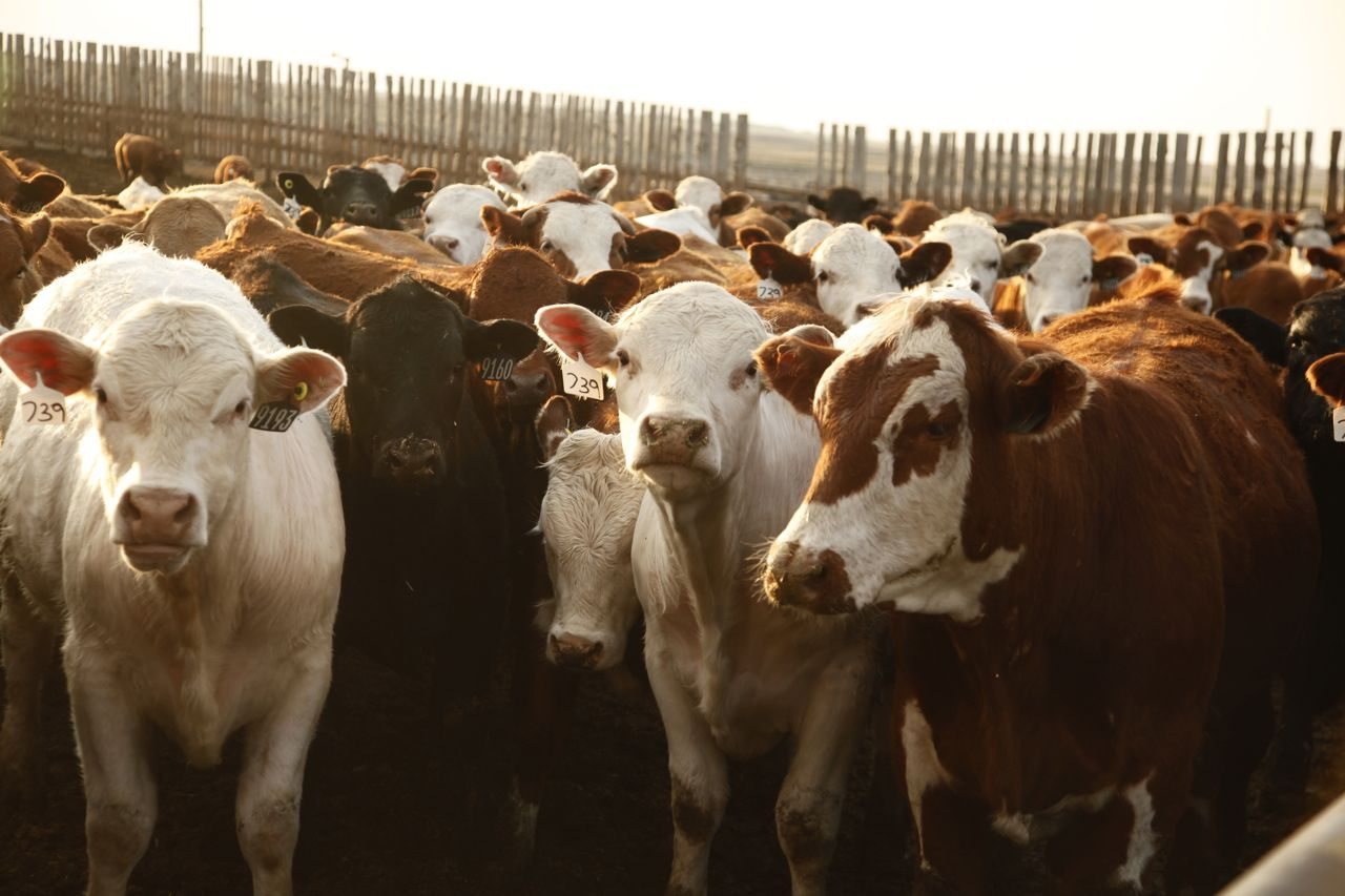 Canadian cattle, sheep, goats cleared for Philippines - AGCanada - AGCanada