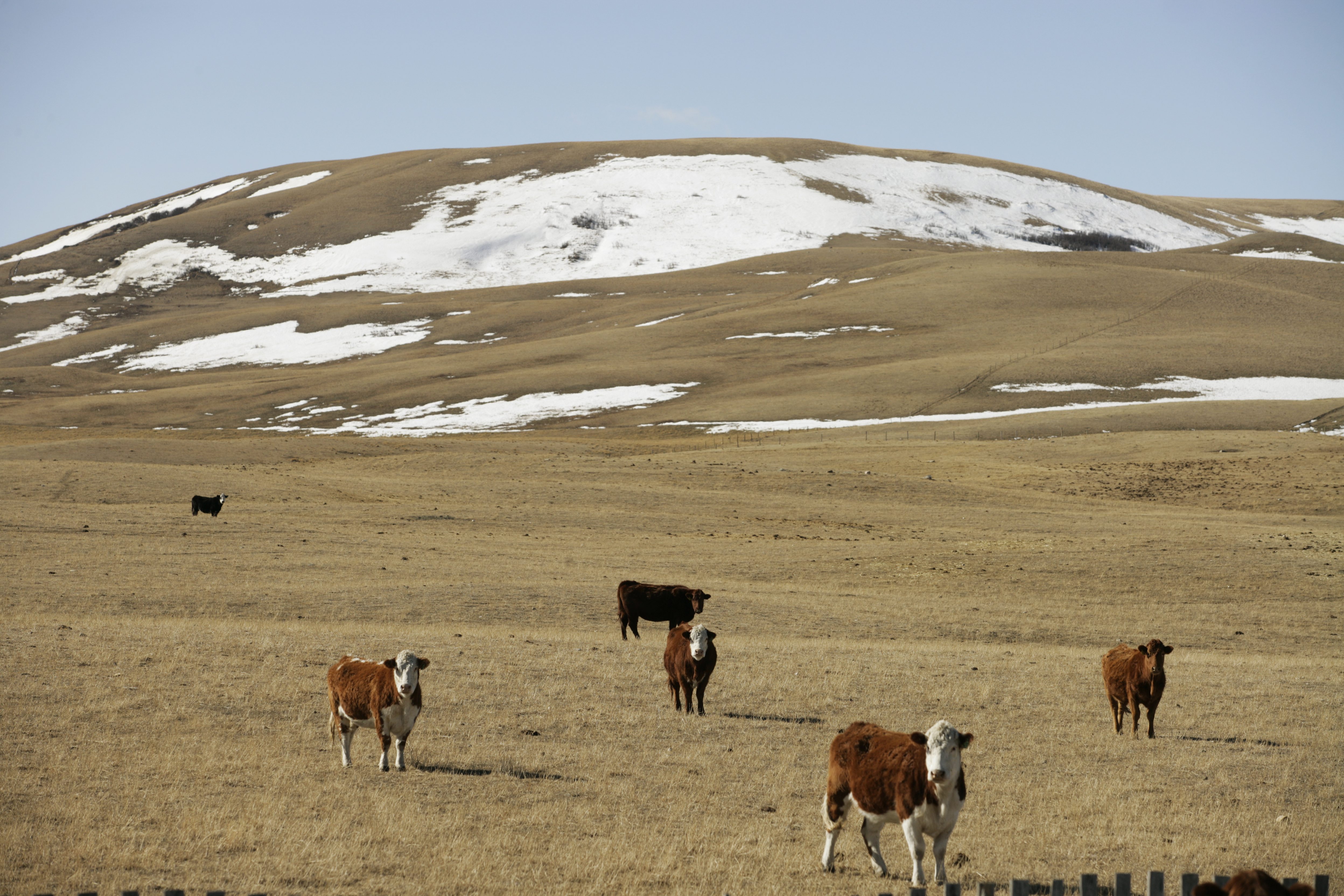 Feds name 10 Sask. community pastures to shed in late 2013 - AGCanada ...