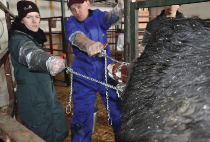Important tips for pulling a calf - AGCanada - AGCanada