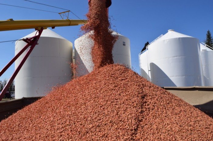 Flexible seed treatments help keep seeding options open - AgCanada