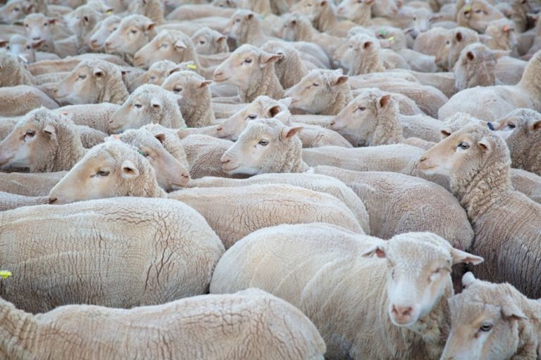 UK detects first case of bird flu in a sheep, stoking fears of spread ...