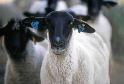 Two Alberta sheep flocks quarantined for scrapie - AGCanada - AGCanada