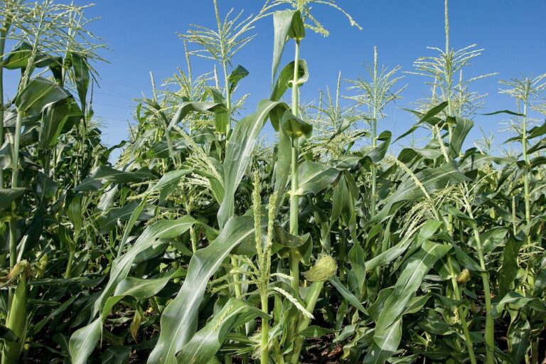 Bayer rolling out short corn variety tolerant of weather extremes ...