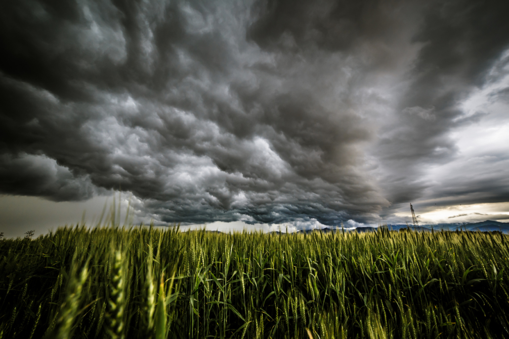 Light hail damage across Canadian Prairies in June: CCHA - AgCanada