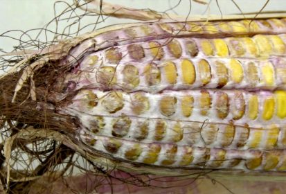 U.S. corn farmers wary of vomitoxin, latest stress on global grain ...