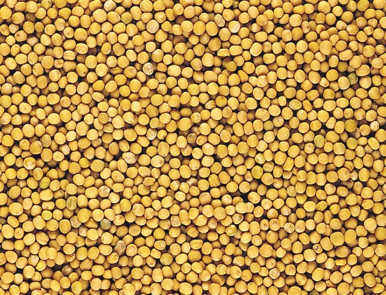 Mustard marches on despite fewer acres - AgCanada