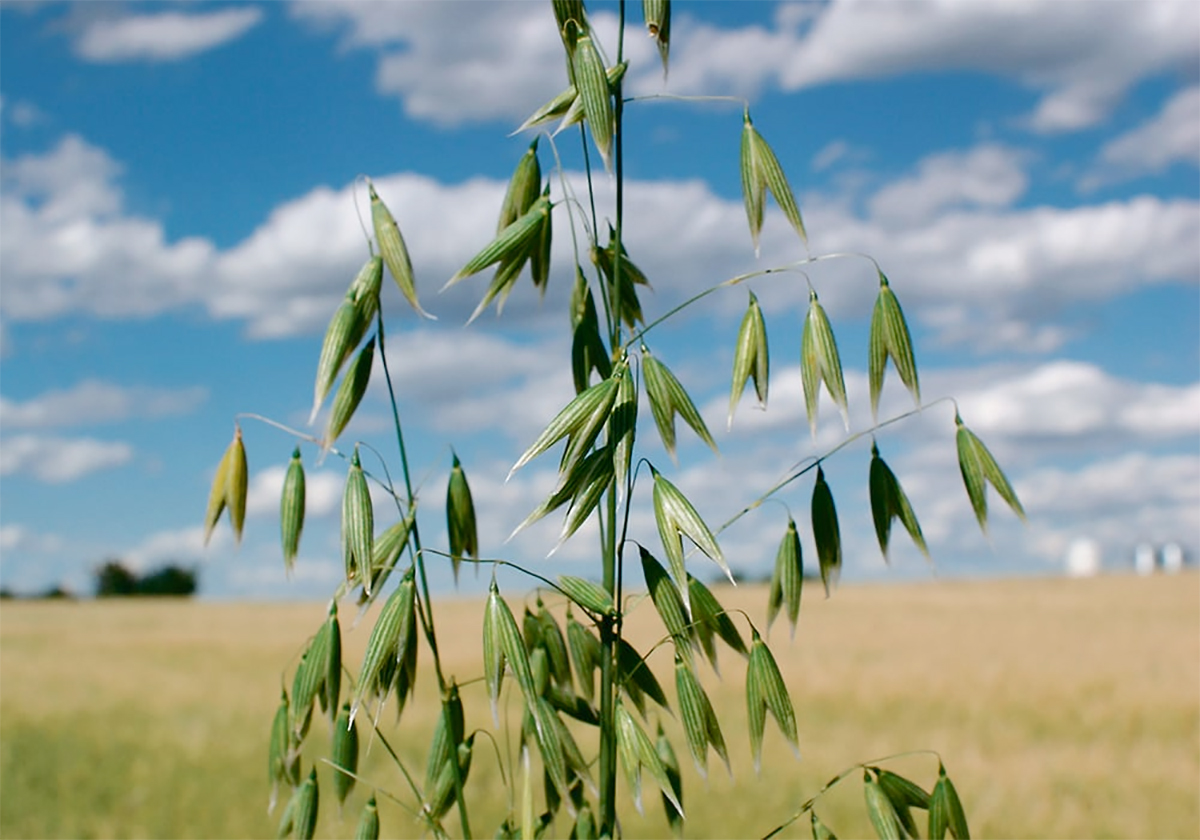 Crop Production Show 2025: U.S. tariffs could impact Canadian oat ...