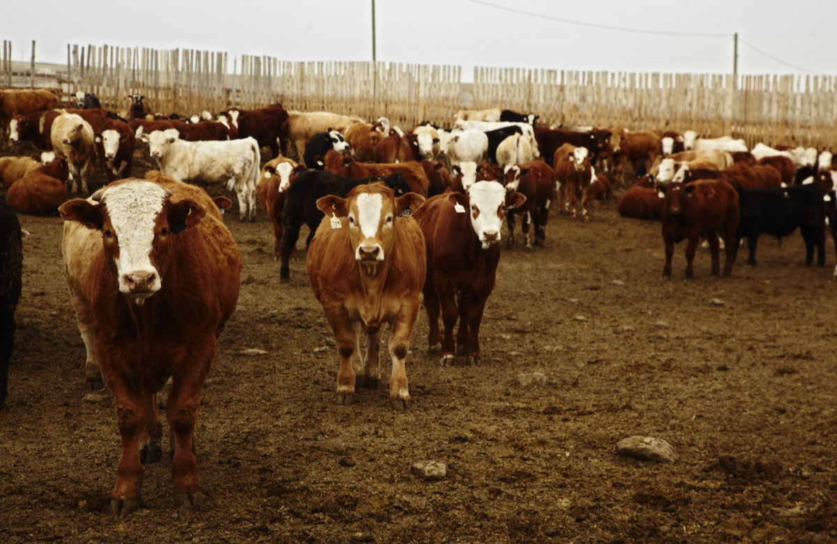 Live Cattle Prices, Futures, Charts, and History | The Western Producer