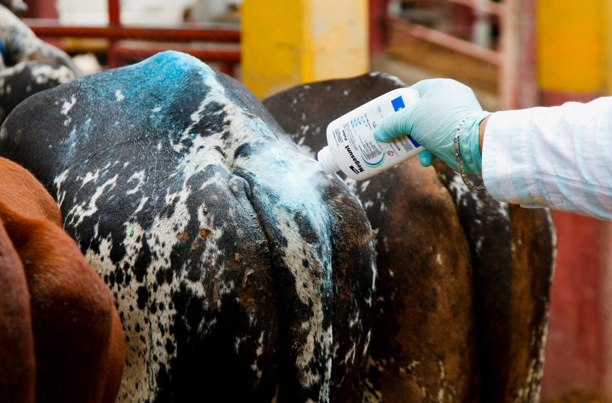 FILE PHOTO: People visit a livestock market, amid an increase in cases ...