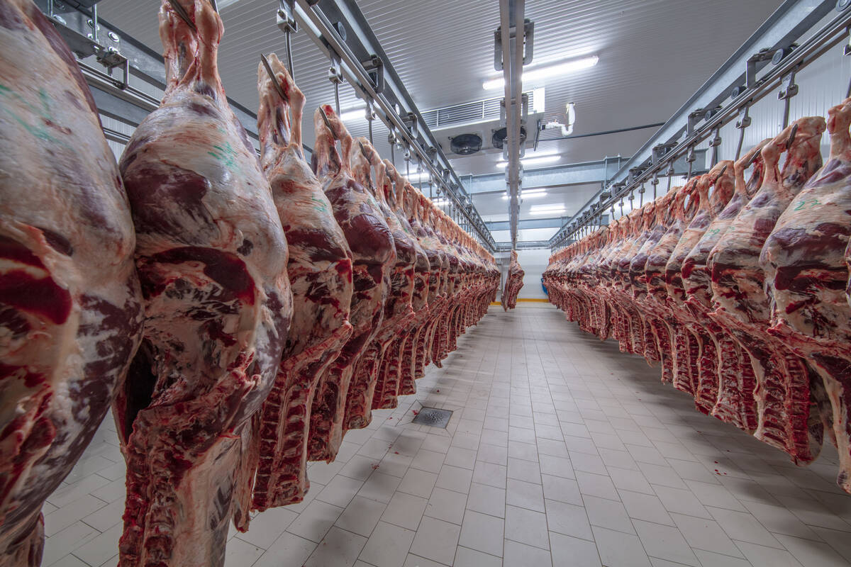 Federal government funds P.E.I. halal beef processing - AgCanada