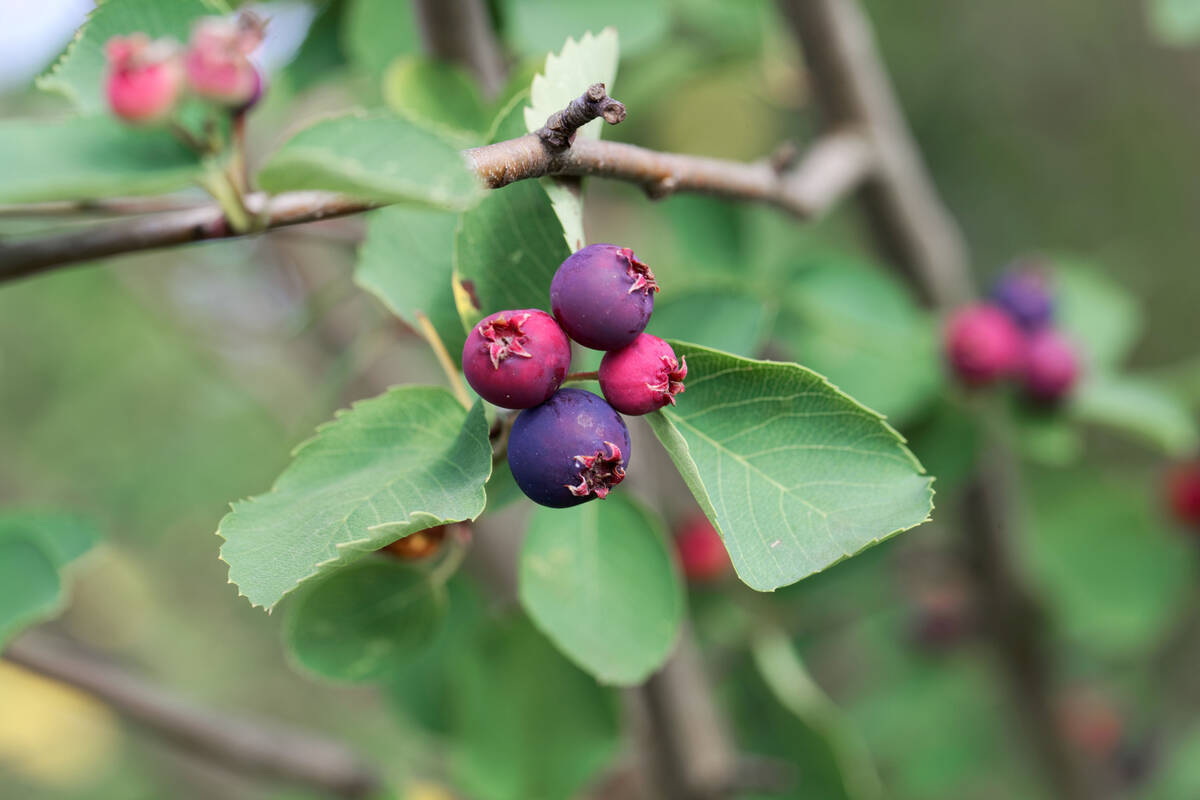 Researcher tackles tricky traits of saskatoon berry for future variety ...