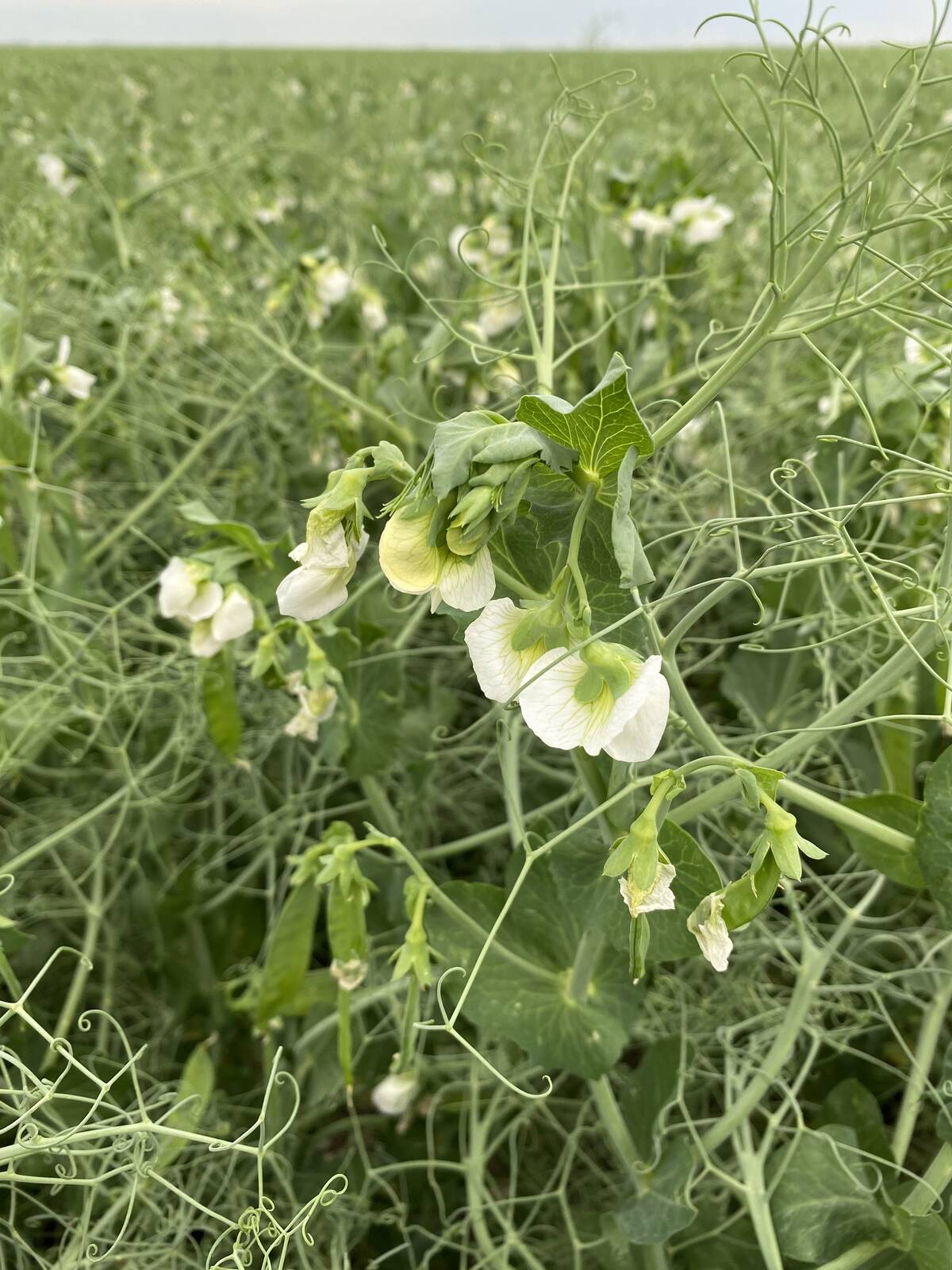 Pea prices respond to China tariff deal - AgCanada