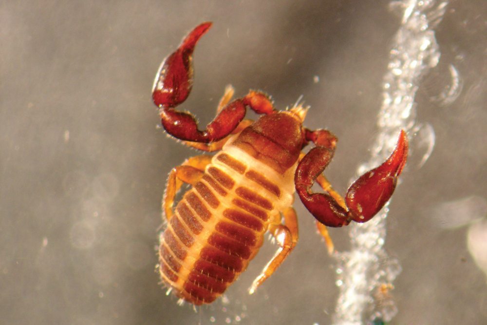 Diversity and sheer numbers of soil organisms are incredible