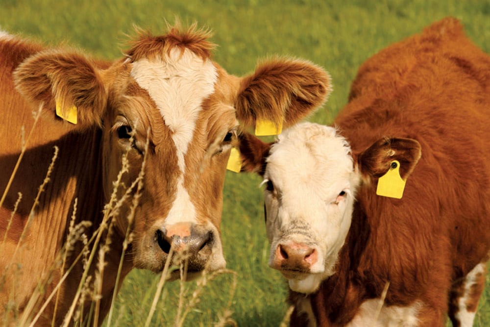 Three new Alberta members on Beef Cattle Research Council - Alberta ...