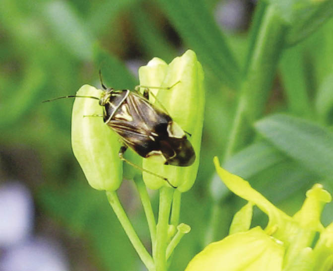 How to find lygus bugs - Grainews