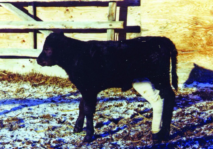 Dealing with broken bones in young calves