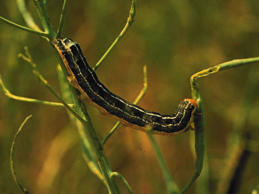 Controlling crop insects with seed treatments