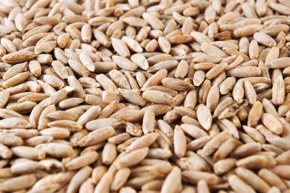 New rye varieties bringing higher yields to the Prairies