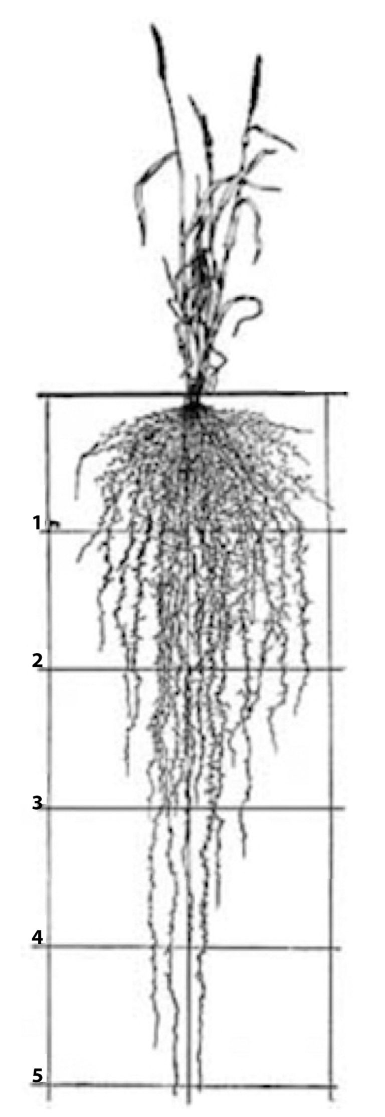 Getting to the root of the matter - Grainews