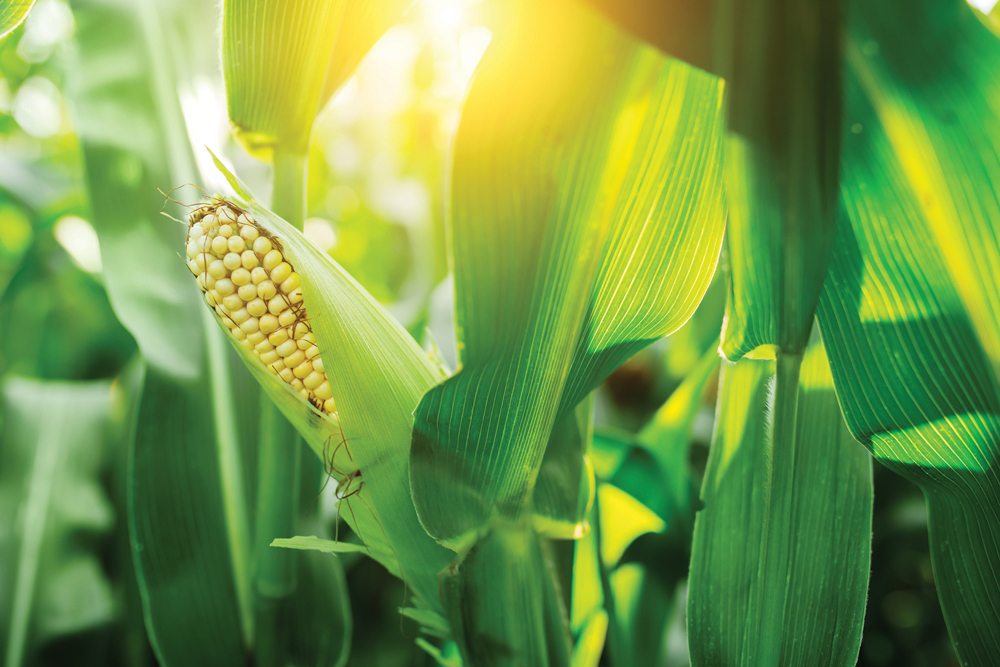 New crops equal new feeding practices - Grainews