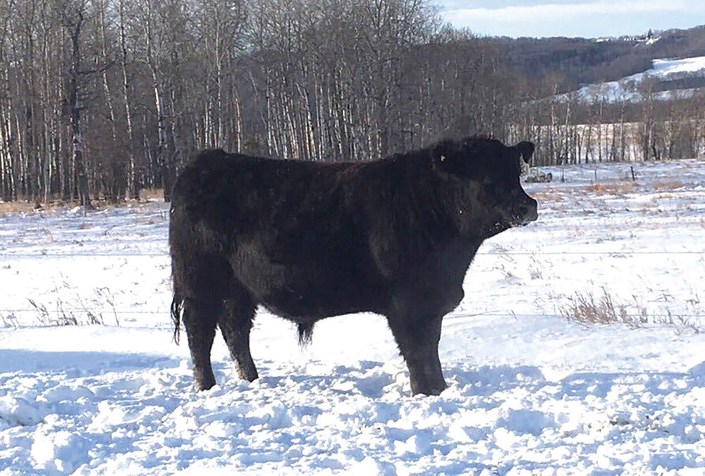 Producing good working bulls - Grainews