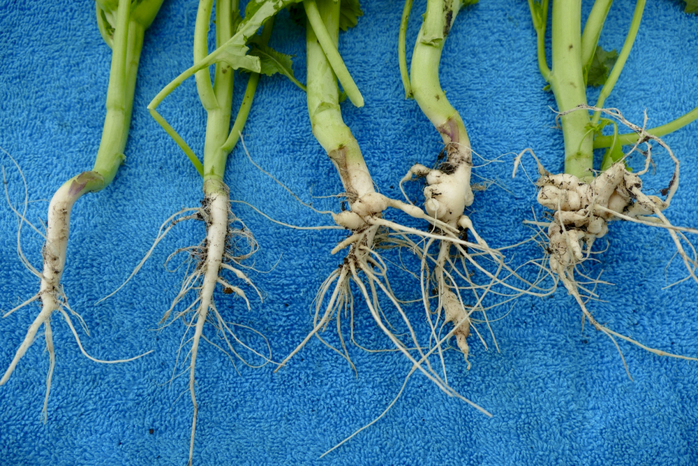 Clubroot is here. Deal with it - Grainews