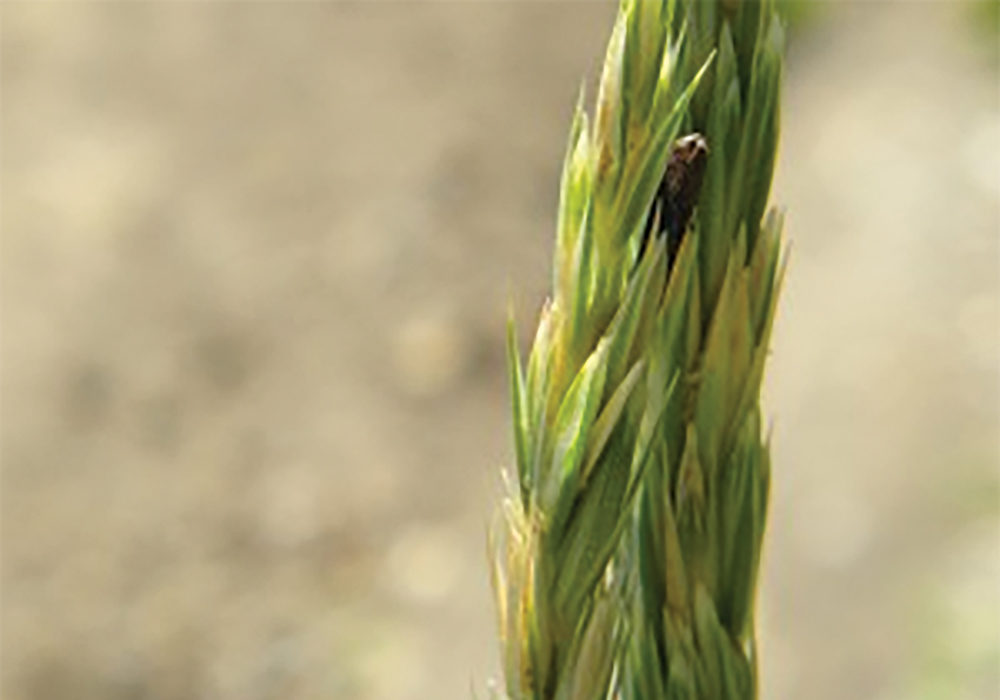 Watch closely for ergot-infected feeds - Grainews