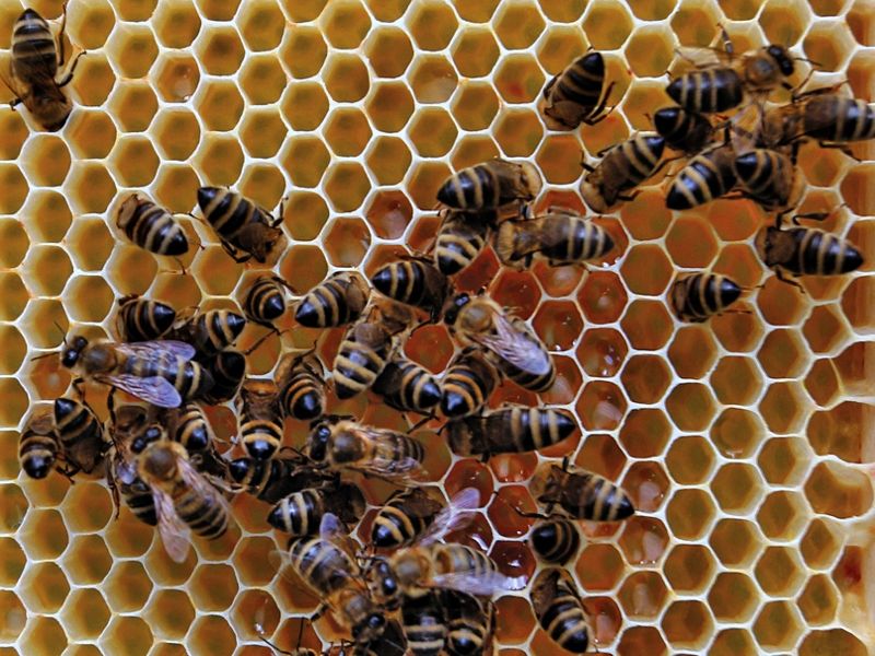 Late corn planting sees more bees flying - Manitoba Co-operator
