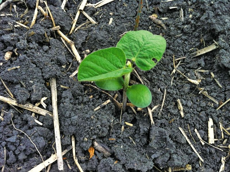 Soybean stages for weed control - Manitoba Co-operator