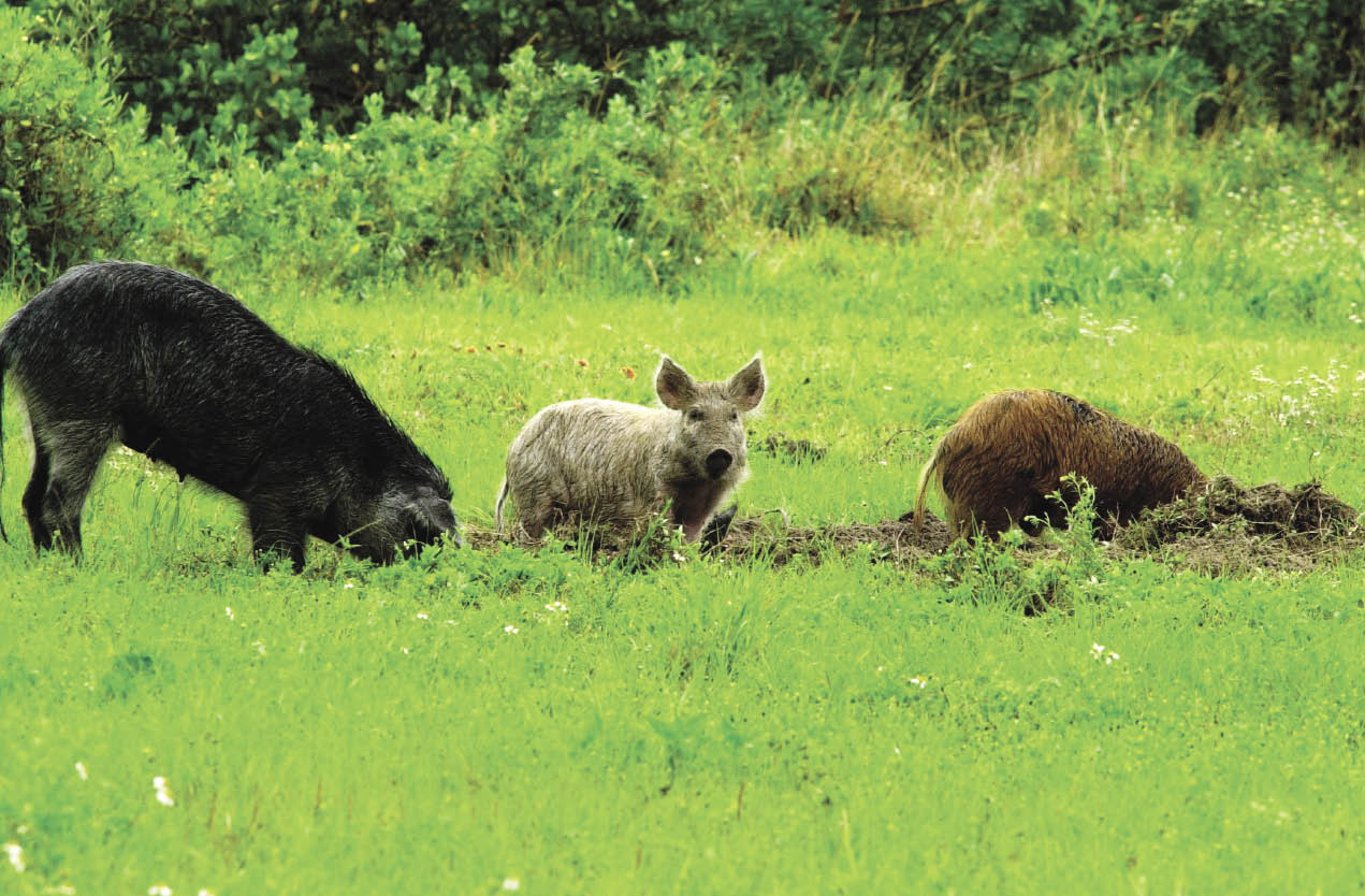 Serious wild boar infestation in Saskatchewan - Manitoba Co-operator