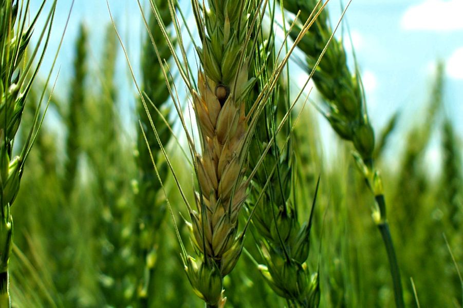 ‘Interesting weather’ raises fusarium head blight risk - Manitoba Co ...