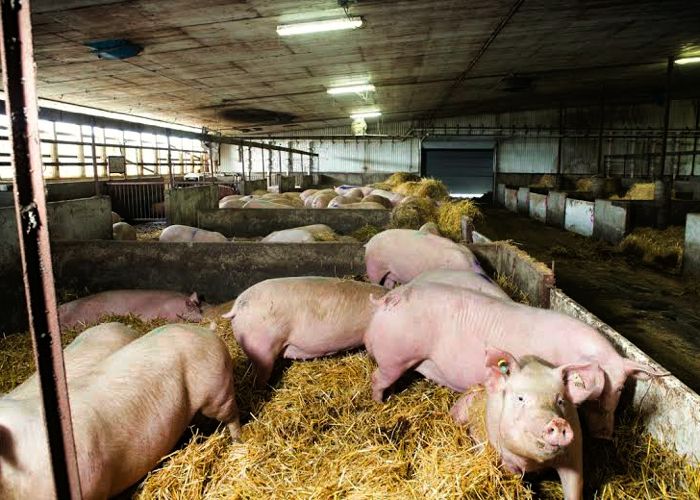 Mandatory swine-tracking rules now in place for Canada - Manitoba Co ...
