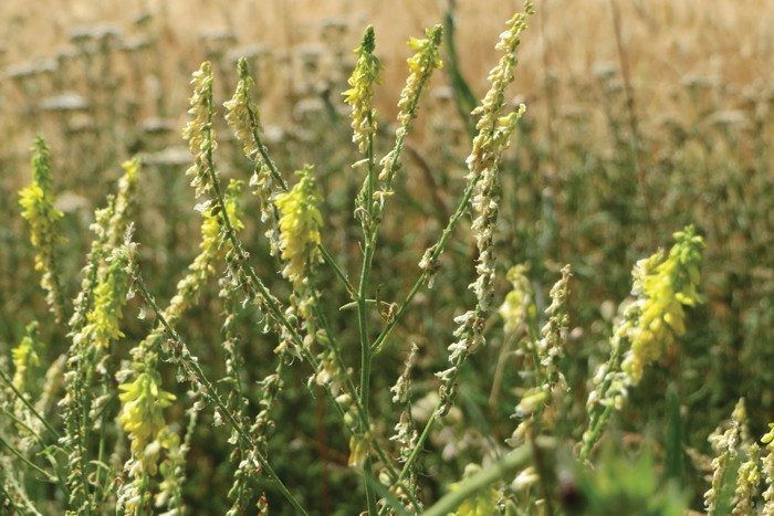 Livestock producers, beware of sweet clover toxicity