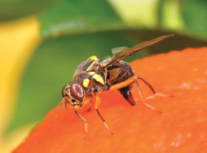 A destructive crop pest with many different names