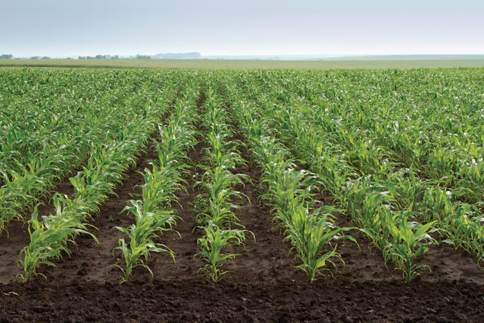 Manitoba corn acres not poised to grow in 2015