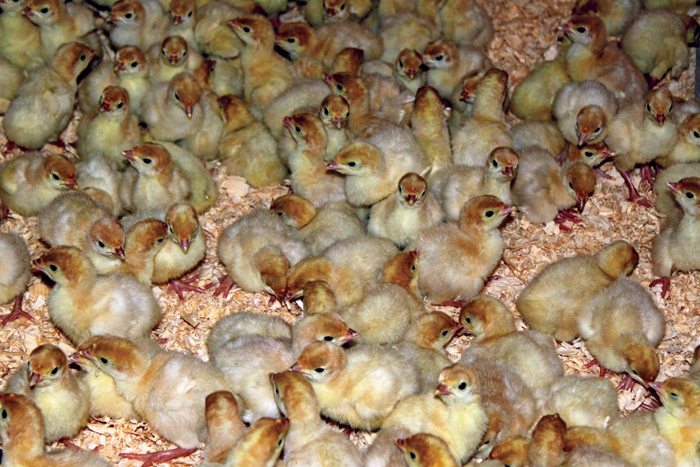 Raising turkeys at the Fairholme Colony in Manitoba