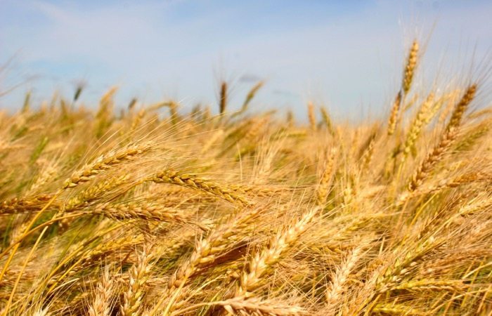 Canada’s wheat yield gains compare well to world