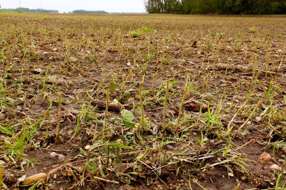VIDEO: MASC assessing hail damaged crops from weekend