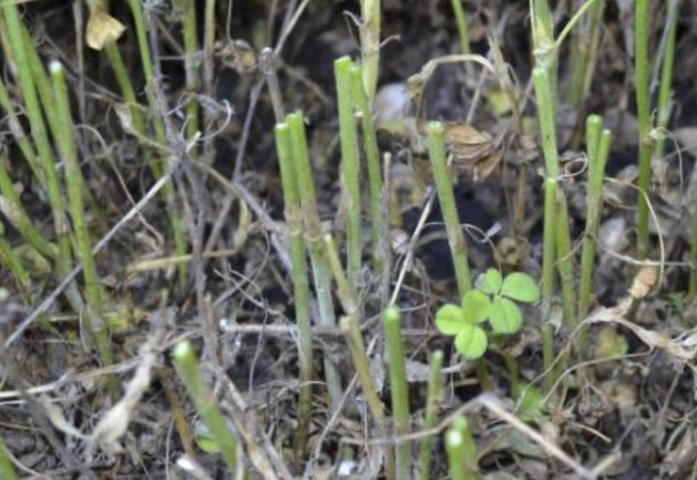 Forage report sees alfalfa entering the late bud stage