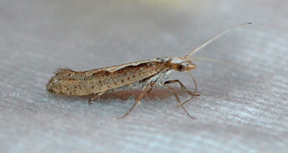 Genetically modified moths for eco-friendly pest control?