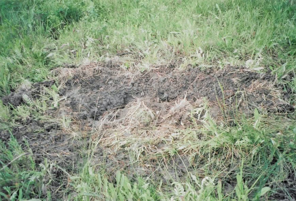 Tracking the elusive and destructive wild boar