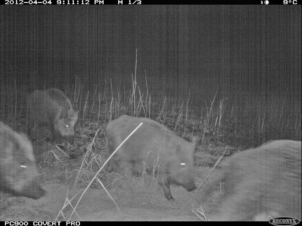 Tracking the elusive and destructive wild boar