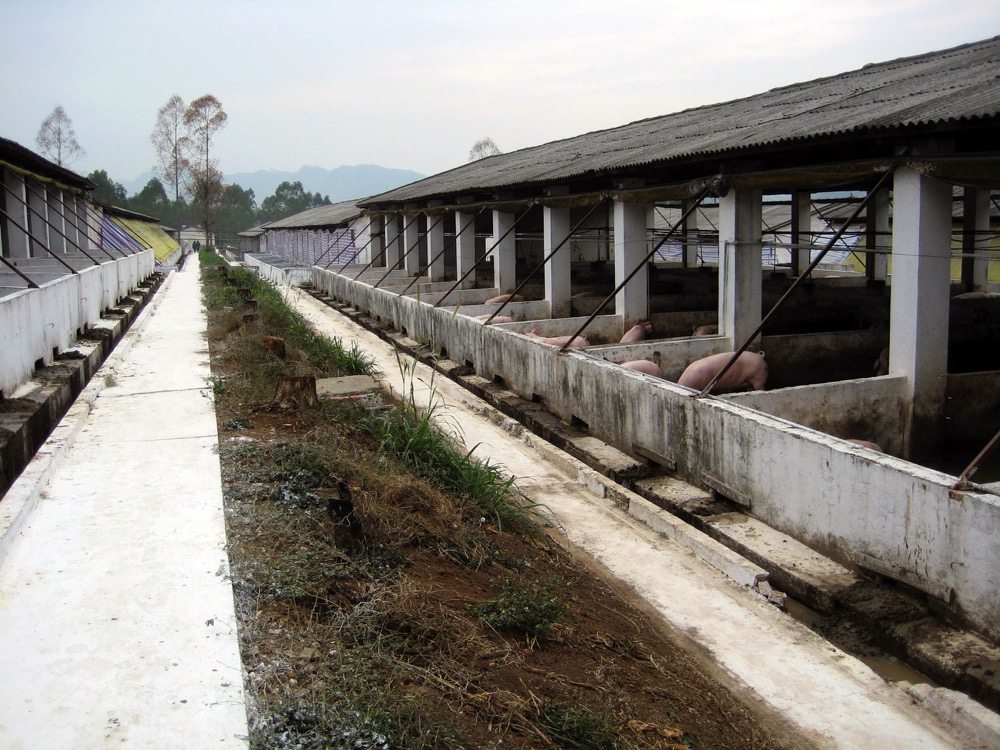 Economic slowdown in China could affect grain demand