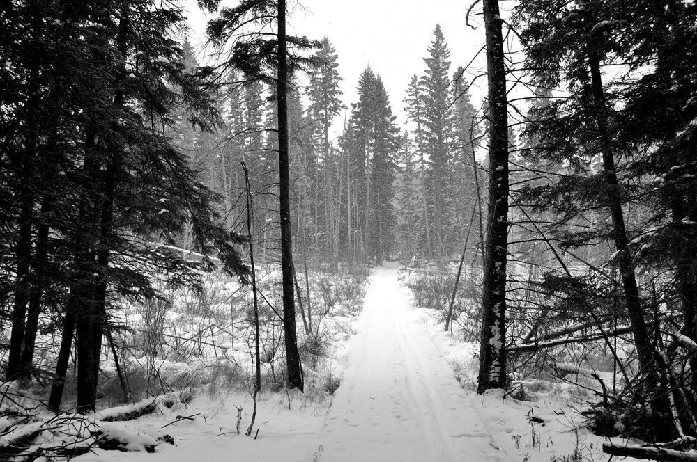 The history of winter logging in Riding Mountain National Park