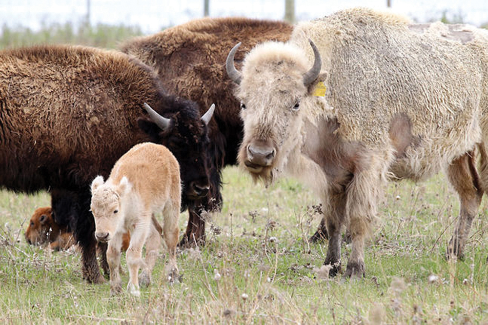 White bison calf born on Manitoba First Nation