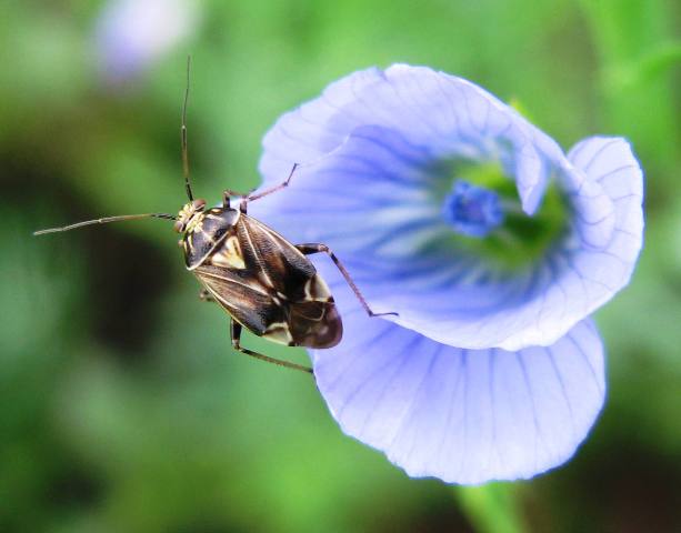 Lygus bugs reach economic thresholds in Manitoba canola fields