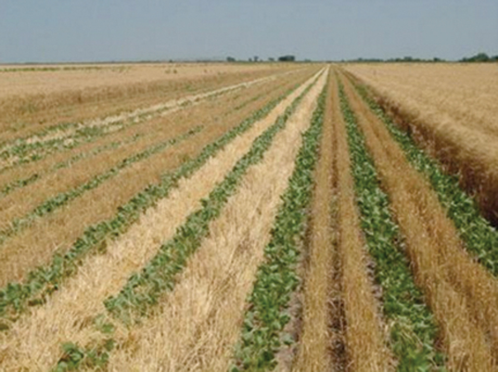 Winter wheat research could see crop yields get a boost