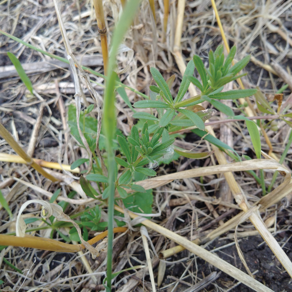 Fall is a great time to control perennial weeds - Manitoba Co-operator
