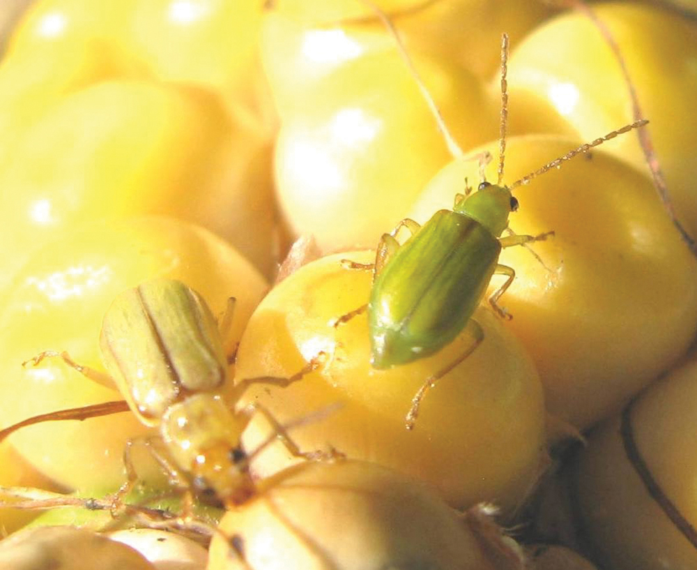 More corn rootworm found in Manitoba - Manitoba Co-operator